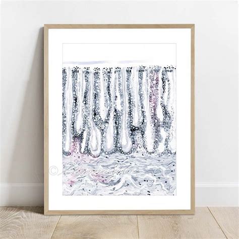 Cat Rectum Histology Art Veterinary Histology Art Cat Anatomy Art Poster Watercolor Feline