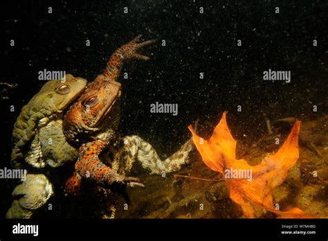 Chinese Toad Bufo Bufo Gargarizans Mating Underwater In Breeding Season Early Spring Beijing