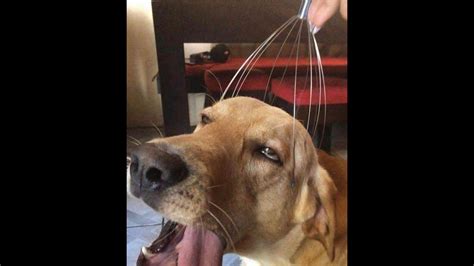 🐕 Самое смешное видео с собаками кошками и котятами 😺 Веселые животные для смеха 🐱 Youtube