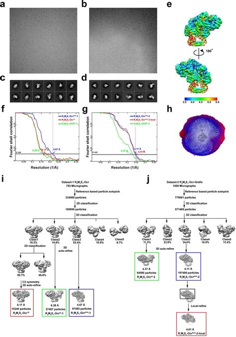 Single Particle Cryo Em Analysis Of R2m2s1 Bound To Ocr A B Download Scientific Diagram