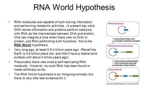 The Rna World Hypothesis Science And Universe Facebook