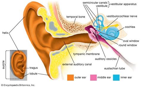 Tragus Anatomy Britannica