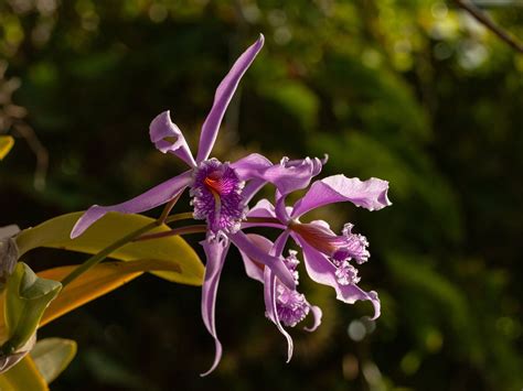 Flor Cattleya Cuidados Y Significado Architectural Digest