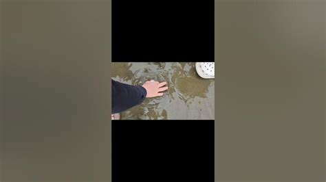 바닷가 캠핑중 동죽조개 잡기 체험인데가족들이 많이 좋아하네요 Youtube