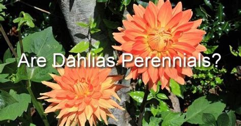 Are Dahlias Perennials Or Are They Annuals