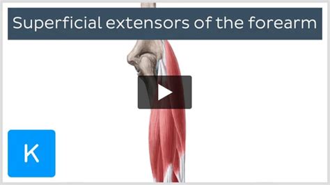 Extensor Digitorum Origin Insertion And Action Kenhub