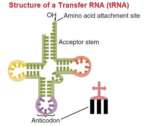 Structure Of Transfer Rna Trna Microbiology Notes Facebook