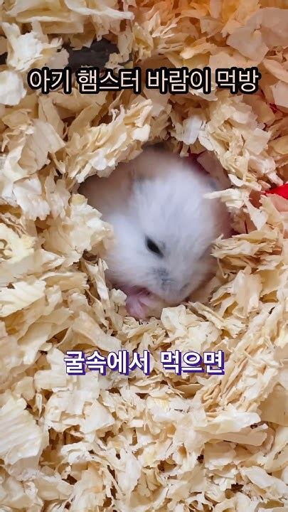 햄스터 햄스터먹방 햄스터키우기 아기햄스터 Shorts 햄스터성장기 Youtube