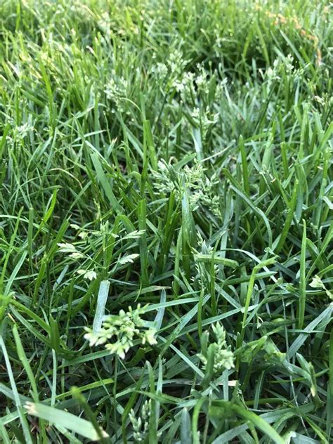 How To Kill Poa Annua Get Rid Of Poa Annua Annual Bluegrass Control Lawn Phix