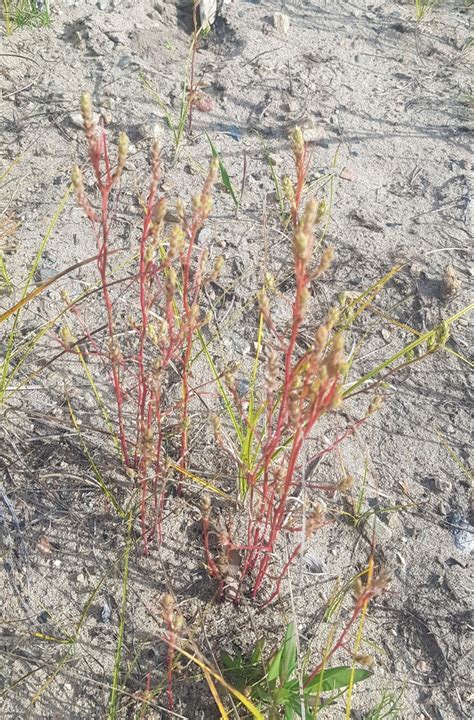 Corispermum Chinganicum From Bayan Uul Dornod Mongolia On August 28 2022 At 04 07 Pm By