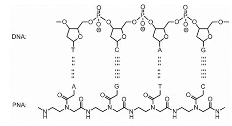 Peptide Nucleic Acid Pna Creative Peptides