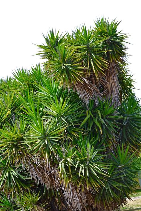 Spikey Tree Photograph By Carol Sheli Cantrell Pixels