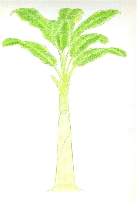 Banana Tree Drawing Free Download On ClipArtMag