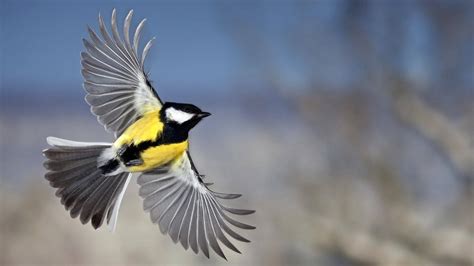 100 1920x1080 Hd Birds Wallpapers