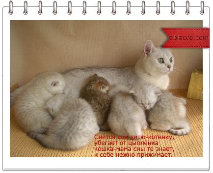 Кошки-мамы и котята | oblacco