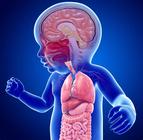 장내 특정 미생물 아이들 인지 발달과 관련 있다 당신의 건강가이드 헬스조선