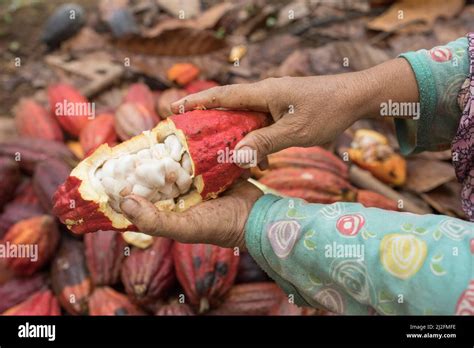 Inside Cocoa Pods