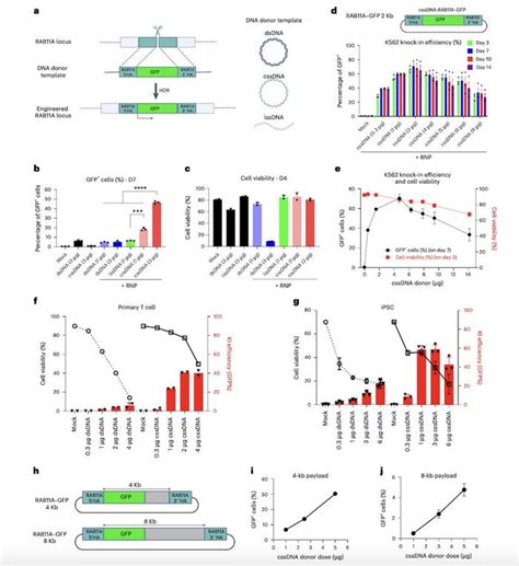 News Circular Single Stranded Dna Enables Efficient Non Viral Immune Cell Engineering