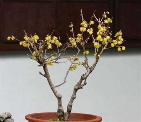 臘梅什麼時候嫁接如何提高臘梅嫁接的成活率