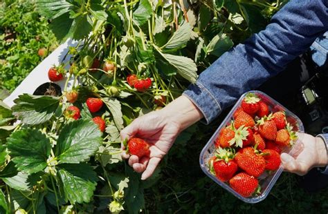 How To Grow Strawberries At Home Easy Step By Step Guide