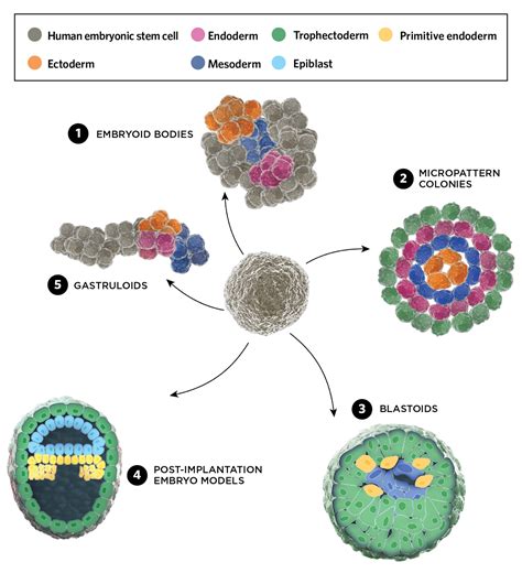Stem Cell Based Embryo Models Add A Dimension To Developmental Biology