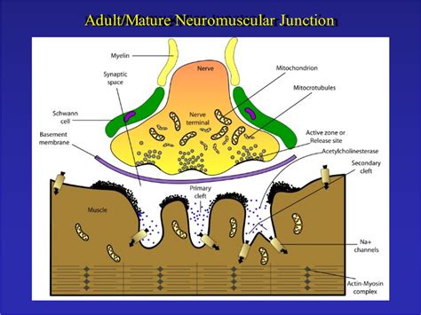 Diagram Of The Neuromuscular Junction The Neuromuscular Junction Is Download Scientific