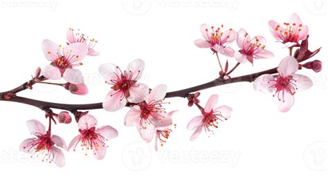 Cherry Blossom Branch Flower Isolate On Transparency Background