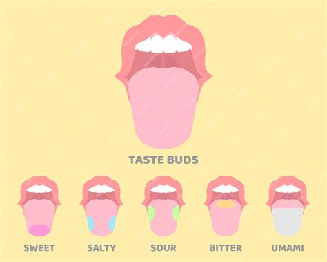 Premium Vector Oral Mouth Tongue Taste Buds Internal Organs Anatomy