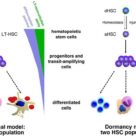 Conventional Vs Dormant Population Hsc Hierarchy The Hierarchical