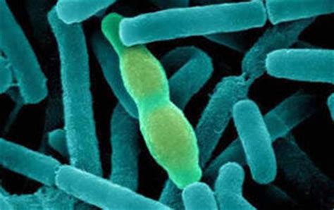 Prokaryotes Natural Selection Sex In The Wild