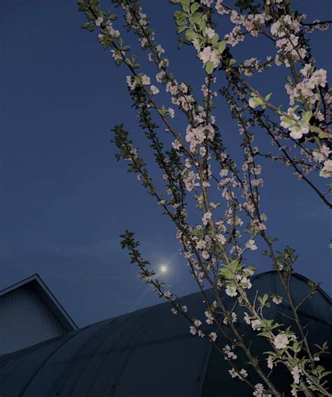 сакура, цветы, ночь, луна, эстетика, вспышка, вечер