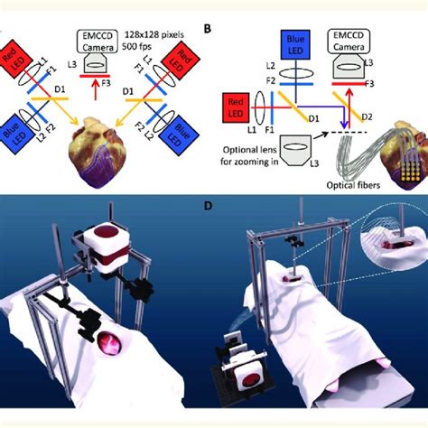 Pdf In Vivo Ratiometric Optical Mapping Enables High Resolution