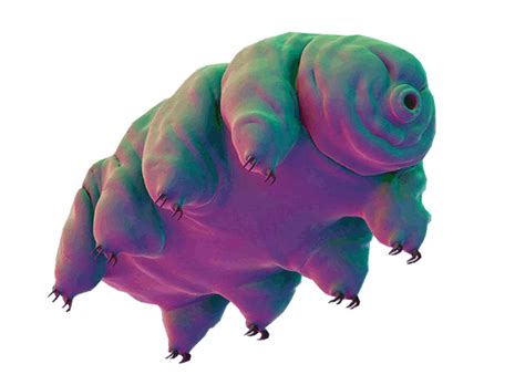 Water Bear Survival Strategy Unravelled Water Bears Survive All Sorts