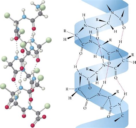 glycine and proline in alpha helix and beta sheets r mcat