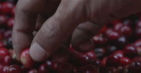 계절 고르는 과일 농업 농업 과정 농업 기술 농업의 농작물 농장 농장 생활 농촌 생활 따는 바구니 베리류 빨간 생 커피 선택 소규모 농업 손