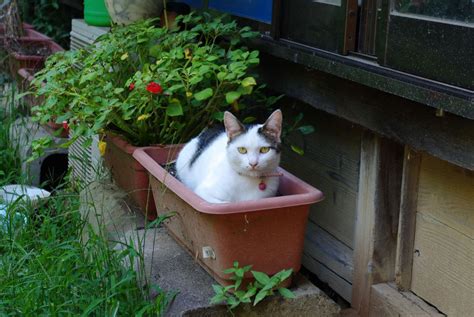 プランターの花が咲かなかった理由 GANREF