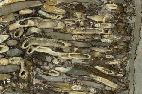 5 95 Polished Fossil Teredo Shipworm Bored Wood England 206455 For Sale