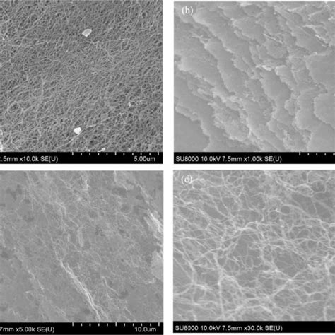 Scanning Electron Microscopy Sem Images A Bacterial Cellulose