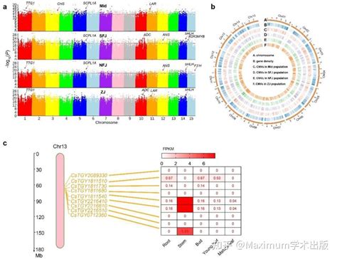 深圳基因组所张兴坦团队解析茶树结构变异的进化基因组学研究 知乎