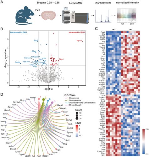 Figure 1 From Proteome Analysis Of Thyroid Hormone Transporter Mct8oatp1c1 Deficient Mice