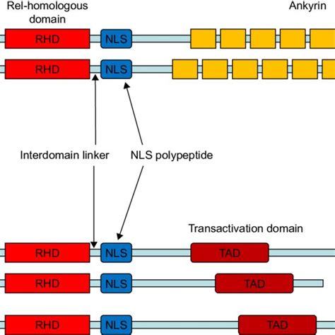 Pdf Role Of The Nfκb Signaling Pathway In Cancer
