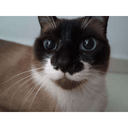 The Funky GC Modpack Thunderstore The Lethal Company Mod Database