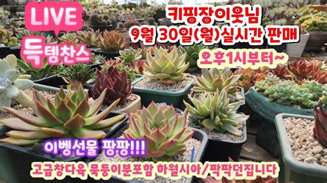 Live 키핑장이웃님 010 8651 7878넘넘 이쁜고급창다육팍팍던집니다 Youtube