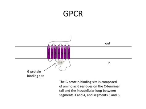 Ppt Topic 2d Neurotransmission Powerpoint Presentation Free Download