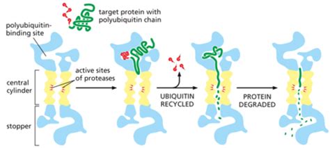 Defective Targeting Flashcards Quizlet