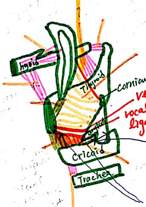 Pharynx Definition Anatomy Functions And Diagram