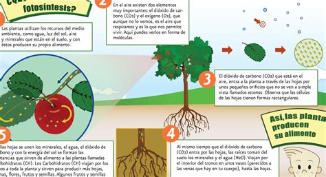 ¿dónde Se Realiza La Fotosíntesis En Las Plantas Descubre Cuál Es La