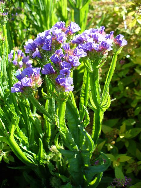 Limonium Sinuatum Wikispecies