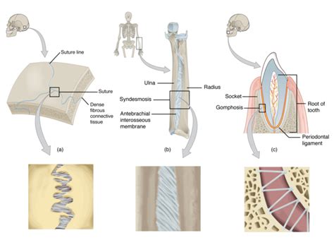Examples Of Fibrous Joints And Their Functions Explained Examples Of Fibrous Joints And Their Functions Explained
