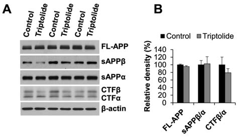 A Immunoblot Analysis Of Full Length App Fl App Carboxyl Terminal